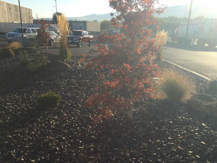 Tree Top | Yakima, WA: Russell Landscaping LLC